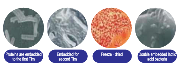 “Slim Bacteria” Fat-Reducing Probiotic